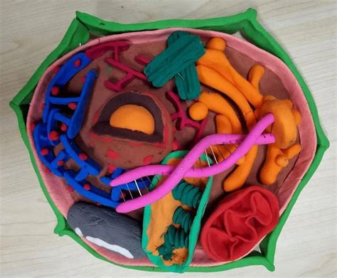 当手作遇到匠心 高一生物组举行“真核细胞三维结构模型构建”比赛 建构