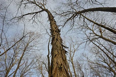 Shagbark Hickory Vs Shellbark Hickory [differences] Woodsman Report