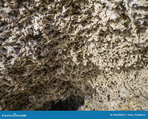 Stone Fossil Background Texture Stock Image 61039981 Stone Fossil Background Texture Stock Image 61039981