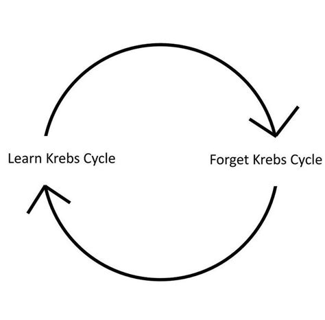 Krebs Cycle A Visual Guide