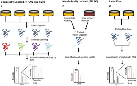 Peptide Labeling Methods In Proteomics Sample Preparation For Download Scientific Diagram