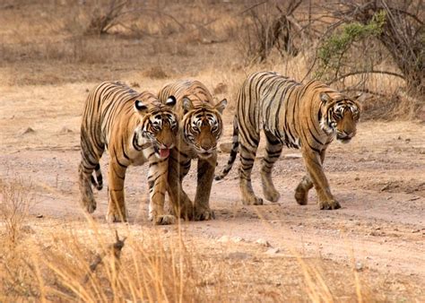 Indias Rural Golden Triangle Audley Travel Us