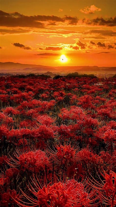 惊心动魄彼岸花 风景手机动态壁纸 风景手机壁纸下载 元气壁纸