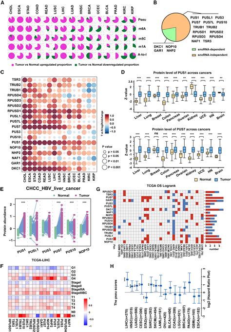 Pseudouridine Synthase 1 Targeted Therapy Activates Antiviral Immunity To Boost Cancer
