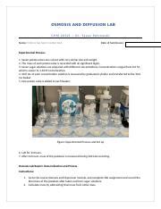 Lab Report Osmosis Docx OSMOSIS AND DIFFUSION LAB C H M L D R Y A V U Z P E T R O W