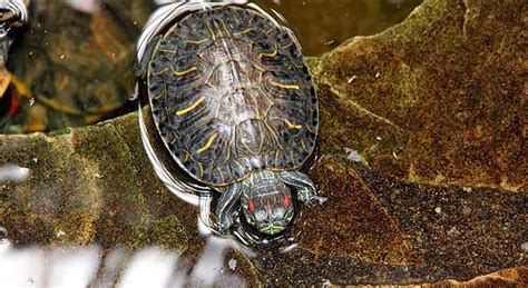 Do Red Eared Slider Turtles Hibernate