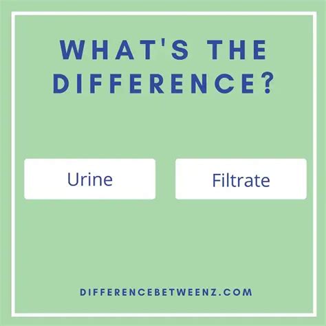 Difference Between Urine And Filtrate Difference Betweenz
