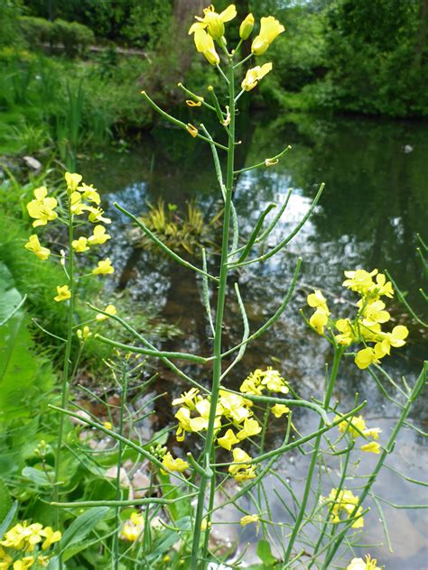 Photographs Of Brassica Rapa Uk Wildflowers Open Inflorescence