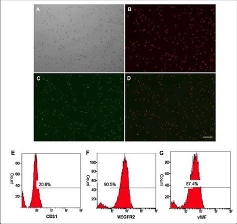 Immunofluorescence Identification And Immunophenotype Of Bone Marrow Download Scientific