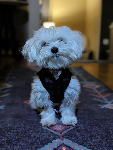 Bruno Looking Dapper Scrolller