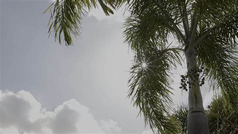 Nature Background Tree With Sun On Sky Background Stock Video At Vecteezy