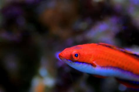 Premium Photo Ruby Longfin Fairy Wrasse Cirrhilabrus Rubeus