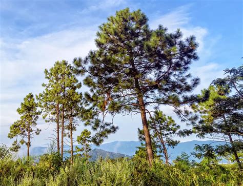 Pinus Kesiya Var Langbianensis Conifer Simao Pine