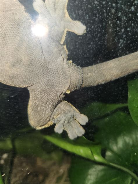 Help Me Sex My Gecko Just Curious Rcrestedgecko