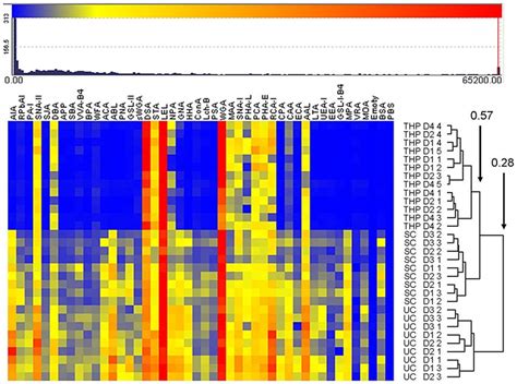 Unsupervised Hierarchical Clustering Of Lectin Microarray Profiles For