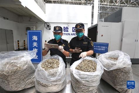 中国首次进口肯尼亚野生鳀鱼产品 新华网客户端