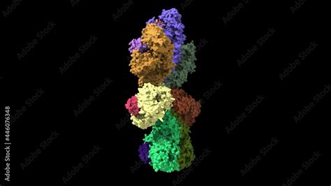 Structure Of The Apaf 1 Apoptosome With Cytochrome C Shown Based On