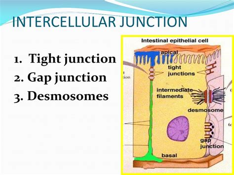 cell junctions and the extracellular matrix