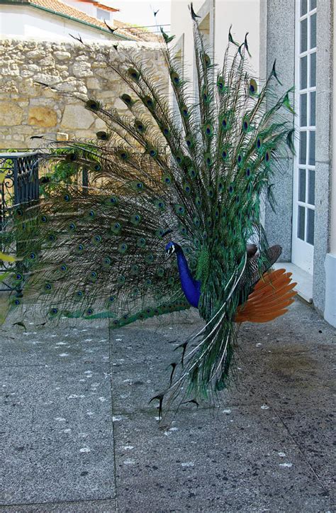 Peacock Side View Photograph By Sally Weigand Pixels