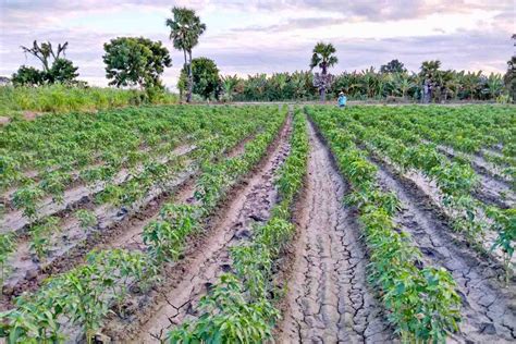 ပွင့်ဖြူမြို့နယ်၌ ယခုနှစ် ဆောင်းသီးနှံစိုက်ပျိုးရာသီတွင် စားဖိုဆောင