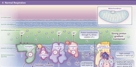 NEJM一类新型线粒体遗传病线粒体过度活跃