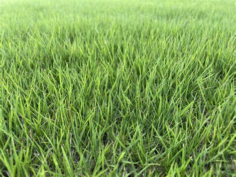Emerald Zoysia King Ranch Turfgrass