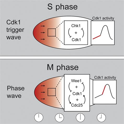 Waves Of Cdk1 Activity In S Phase Synchronize The Cell Cycle In Drosophila Embryos