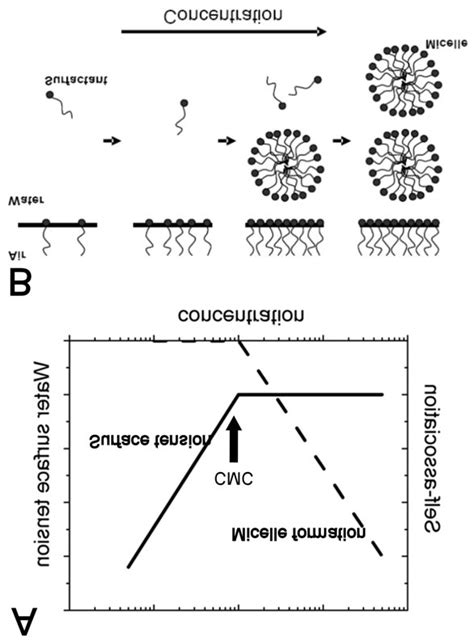 Surfactant Micelle Formation In Aqueous Solution A When The Download Scientific Diagram