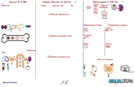 Hematology Pathology 001 Cbc Approach To Anemia Illustrations