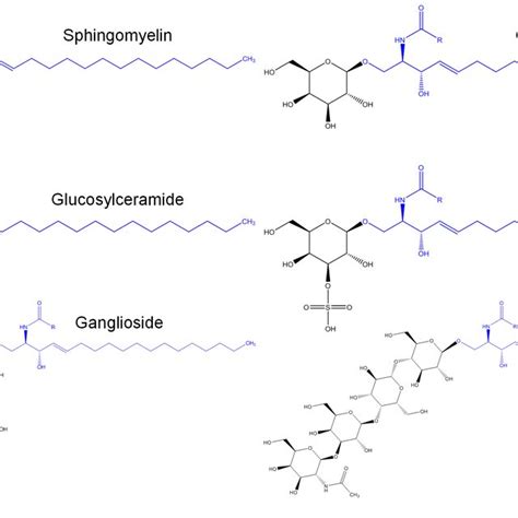 Structure Of Sphingoid Bases And Simple Sphingolipids A The Sphingoid