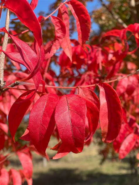 Chinese Pistache 35×30 Buy At Cherry Creek Nursery
