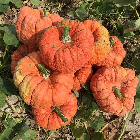 Jester F1 Untreated Pumpkin Seeds Osborne Hybrid Farm Seed Company