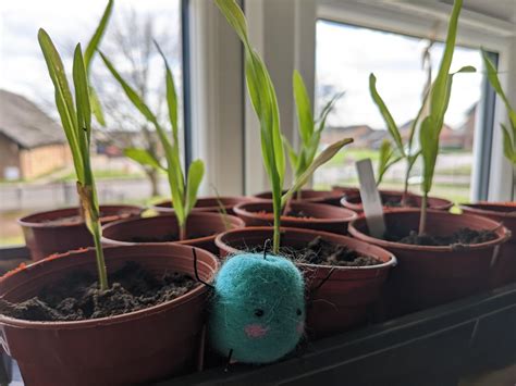 Junimo Working Their Magic Rstardewvalley