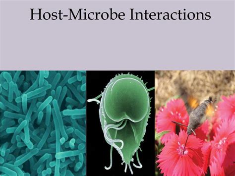 Ppt Host Microbe Interactions Powerpoint Presentation Free Download