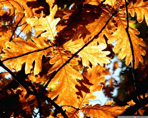 Rust Colored Oak Leaves 4k Uhd Wallpaper For Ultrahd Desktop And Tv