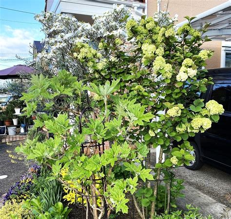 次はオダマキが咲き始めました 爺さんの自分史フォト日記