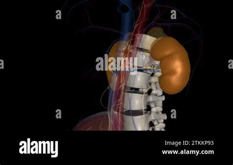 The Renal Plexus Is A Complex Network Of Nerves Formed By Filaments