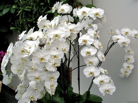 Ý Nghĩa Tuyệt Vời Của Ý Nghĩa Hoa Lan Hồ điệp Trắng Trong Văn Hóa Và Tín Ngưỡng