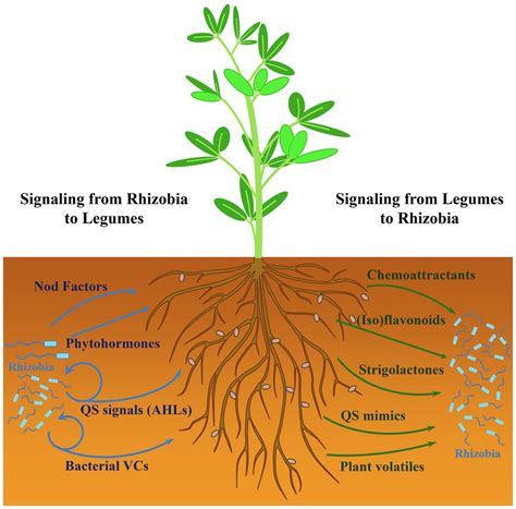 Rhizobium Bacteria Diagram
