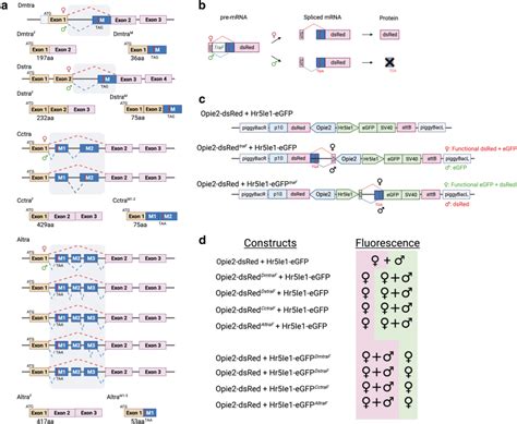 A Fluorescent Sex Sorting Technique For Insects With The Demonstration In Drosophila