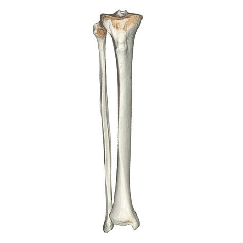 Tibia Bone Unlabeled
