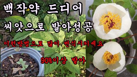 백작약 씨앗발아 드디어 성공했어요 백작약 씨앗발아법 Youtube