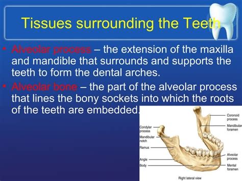 Sturcture Of Tooth Ppt