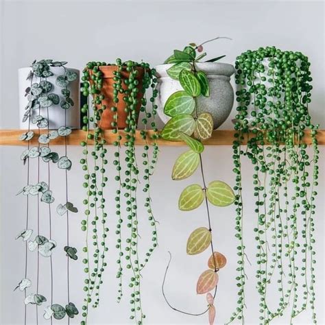 trailing strings r stringofplants