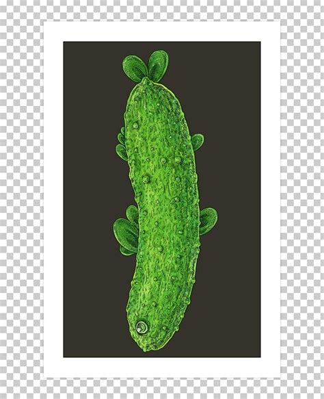 Cucumber PNG Clipart Art Print Cucumber Cucumber Gourd And Melon Family Cucumis Fish Free