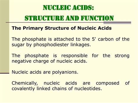 Nucleic Acids Examples And Functions At Myron Moses Blog