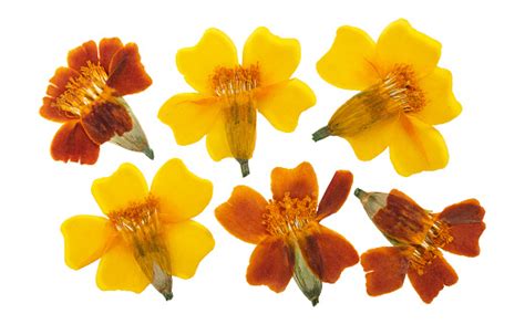 압착 및 건조 세트 꽃 Tagetes 또는 메리 골드 흰색 배경에 고립 스크랩북 플로리트리 또는 허브리움에 사용하십시오 0명에 대한 스톡 사진 및 기타 이미지 Istock