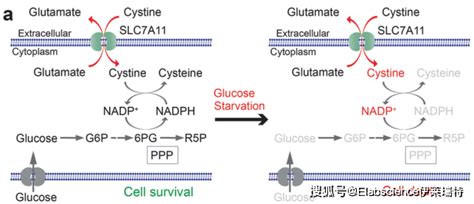 Elabscience为您介绍一种新的细胞死亡方式——双硫死亡诱导葡萄糖饥饿
