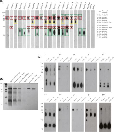 Ige Reactivity Patterns Of Representative Ragweed Allergic Patients To Download Scientific