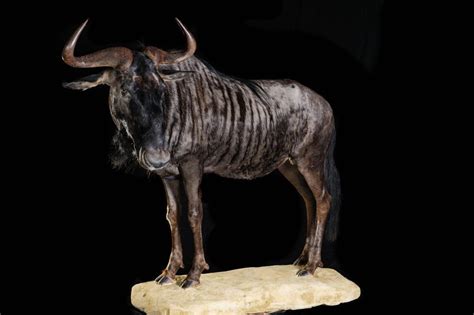 Gnou Bleu Connochaetes Taurinus Masai Gallery